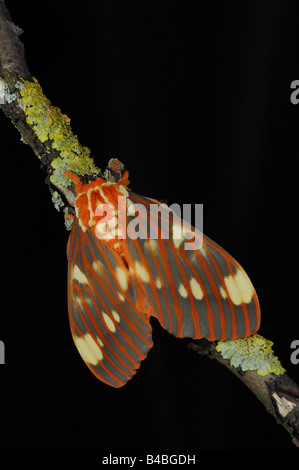 Regal Silkmoth Citheronia regalis also known as the Royal Walnut Moth ...