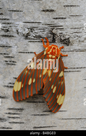 Regal Silkmoth Citheronia regalis also known as the Royal Walnut Moth ...