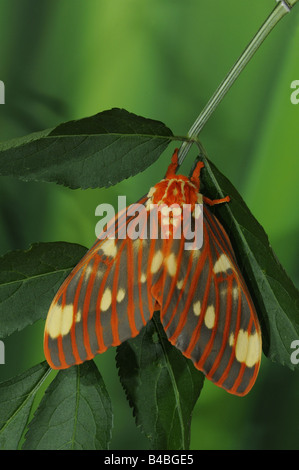 Regal Silkmoth Citheronia regalis also known as the Royal Walnut Moth ...