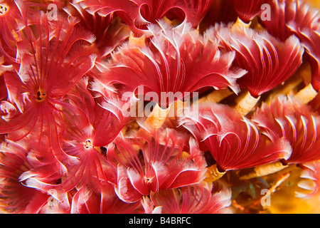 a feather duster worm on a night dive Stock Photo - Alamy