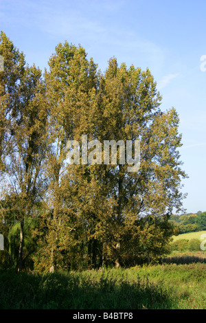 Poplar Trees, Sarratt Bottom, Chess Valley, Hertfordshire Stock Photo ...