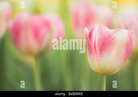 White tulip field Stock Photo - Alamy
