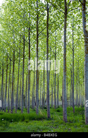 Commercial forest tree Stock Photo - Alamy