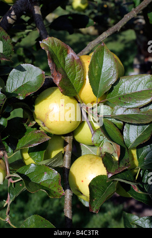 Apple (Malus domestica), Golden Noble variety Stock Photo - Alamy