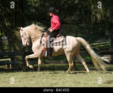 Male rider in western costuyme riding Cremello Morgan Horse stallion ...