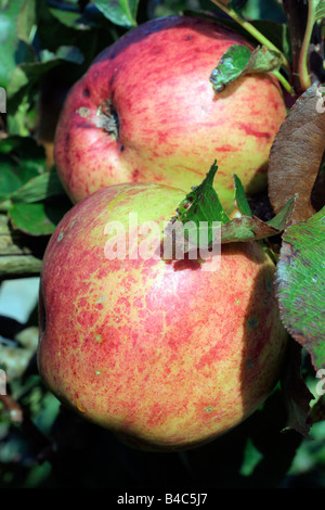 Apple Fiesta Stock Photo - Alamy