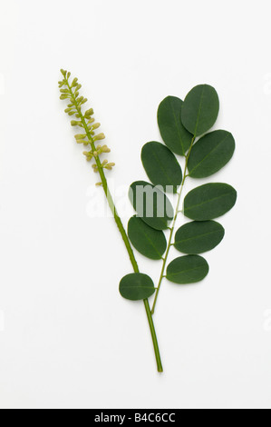 Red Bead Tree ,Coralwood Peacock Flower, Fence Red Sandalwood Tree ...