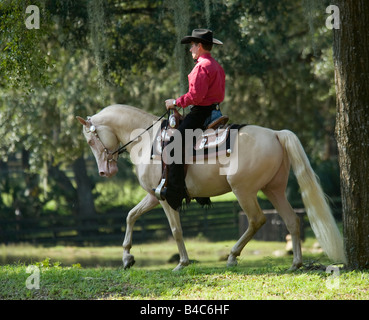 Male rider in western costuyme riding Cremello Morgan Horse stallion ...