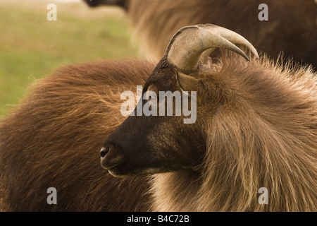 Portrait of Himalayan tahr Stock Photo - Alamy