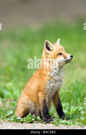 Red Fox Vulpes fulva Savannah Portage State Park Aitkin County ...