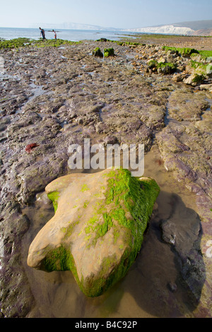 Compton,Bay,Iguanodon,footprint,casts,fossil,fossils,Wealden Beds ...
