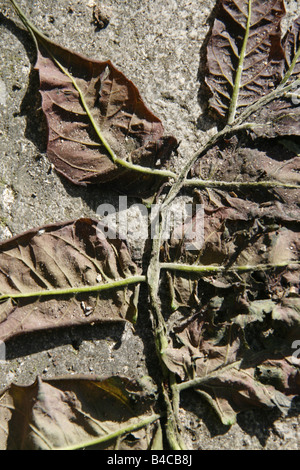 one dead leaf on road Stock Photo - Alamy