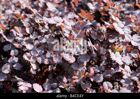 ACAENA INERMIS PURPUREA Stock Photo - Alamy