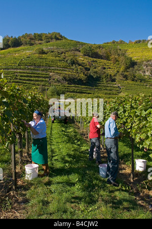 People picking grapes Wachau Lower Austria Stock Photo - Alamy