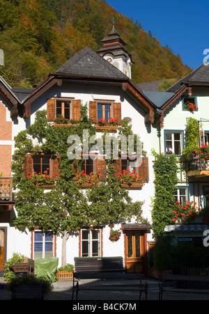 Tree on the wall Hallstatt Austria Stock Photo - Alamy