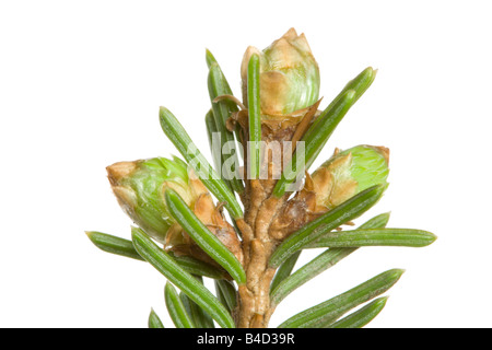 Closeup of isolated fresh fir buds Stock Photo - Alamy