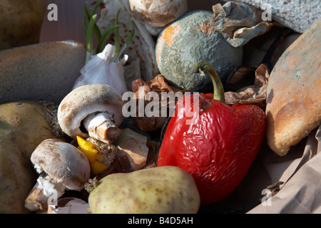rotting wasted food thrown out by a household into the bin in the uk ...