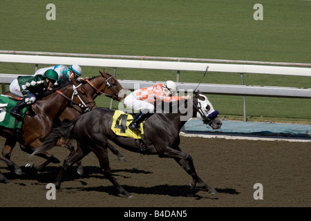 Home stretch race horses Stock Photo - Alamy