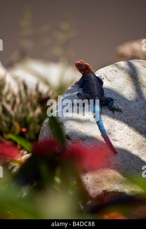 sunbathing adult male Red Headed Rock Agama Lizard (Agama agama) in ...