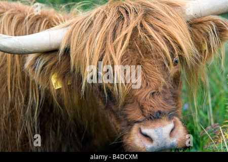 Schottisches Hochlandrind, Highland Cattle Stock Photo - Alamy