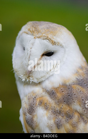 Barn Owl Tyto alba in snow Norfolk Stock Photo - Alamy