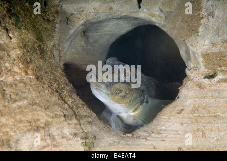 The Round Gobi, Neogobius melanostomus, is one of many invasive species ...