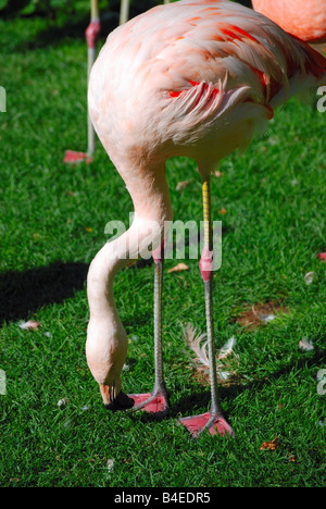 Pink flamingo bird eating from the bottom of the lagoon Stock Photo - Alamy