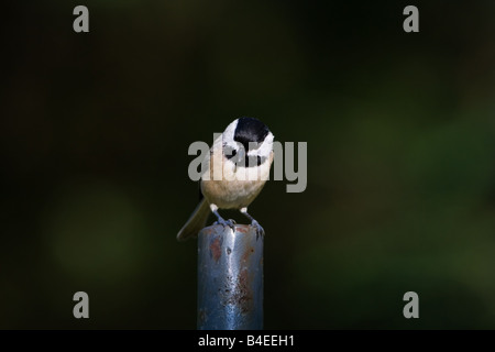 Curious Carolina chickadee (Poecile carolinensis) looking down from its ...