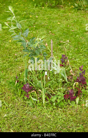 Apple tree sapling Stock Photo - Alamy