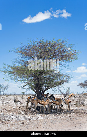 Springbucks Antidorcas marsupialis in Etosha National Park Namibia ...