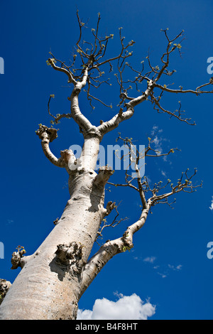 A specimen of Moringa ovalifolia tree in the Ghost Tree Forest in ...