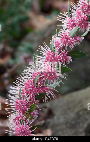 Prostrate version of the Pin Cushion Hakea, an Australian Native plant ...