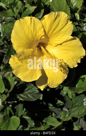 yellow hibiscus flower with green leaf background Stock Photo - Alamy