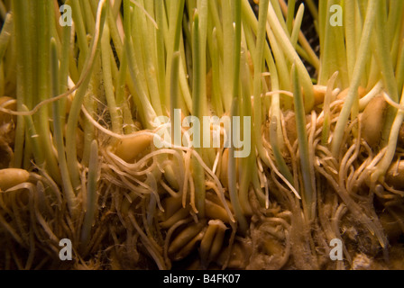 Germinated wheat grass roots as background, close up. White roots of ...