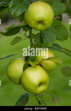 Apples Stirling Castle growing in an English orchard Stock Photo - Alamy