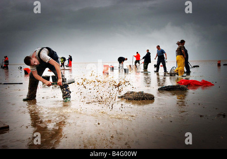 Cockle pickers hunt for cockles in a torrential downpour at Morecambe ...