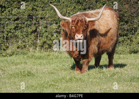 Aberdeen Angus Highland cattle (Kyloe) long horns free roaming in ...