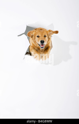jumping Golden Retriever Stock Photo - Alamy