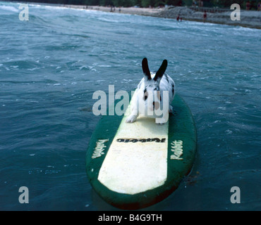 Hazel the Surfing Rabbit Bunny rabbits active sporty On surf board in ...