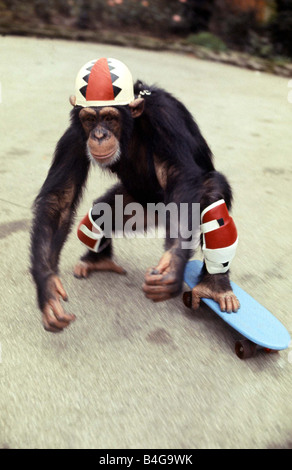 Chimp on a skateboard Stock Photo - Alamy