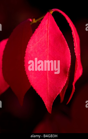Autumn Red Leaves of a Burning Bush and Yellow Leaves of a Tree Stock ...