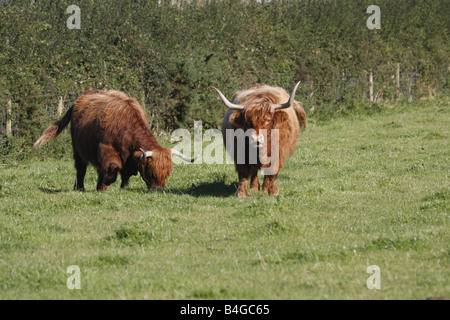 Aberdeen Angus Highland cattle (Kyloe) long horns free roaming in ...