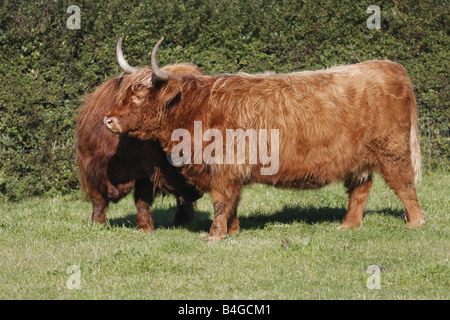 Aberdeen Angus Highland cattle (Kyloe) long horns free roaming in ...