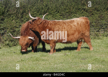Aberdeen Angus Highland cattle (Kyloe) long horns free roaming in ...