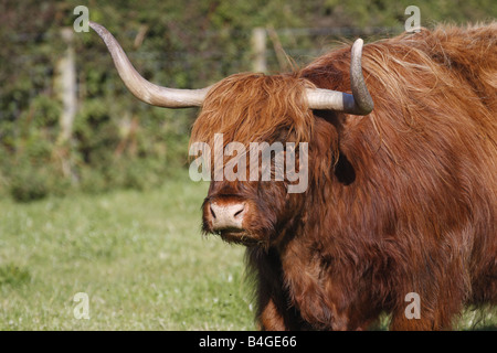 Aberdeen Angus Highland cattle (Kyloe) long horns free roaming in ...