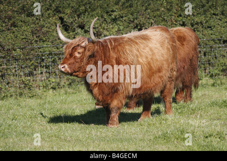 Aberdeen Angus Highland cattle (Kyloe) long horns free roaming in ...