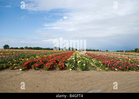 Fieldgrown roses in Norfolk Stock Photo - Alamy