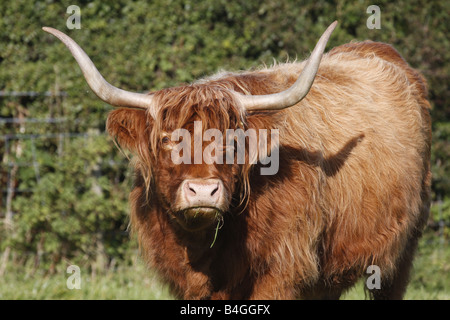 aberdeen angus x highland cattle Stock Photo: 183008627 - Alamy