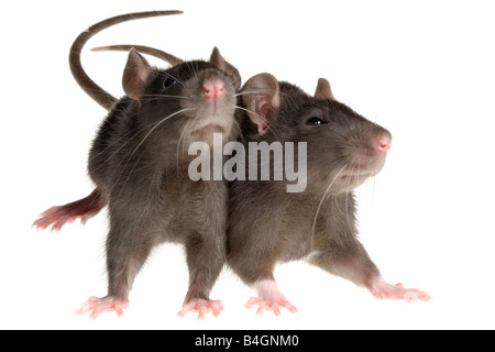 two little rats Stock Photo - Alamy