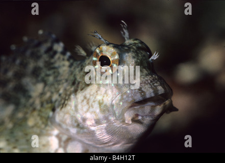 Fish - Salarias fasciatus, Banded Blenny, Banded Jewelled-Blenny ...